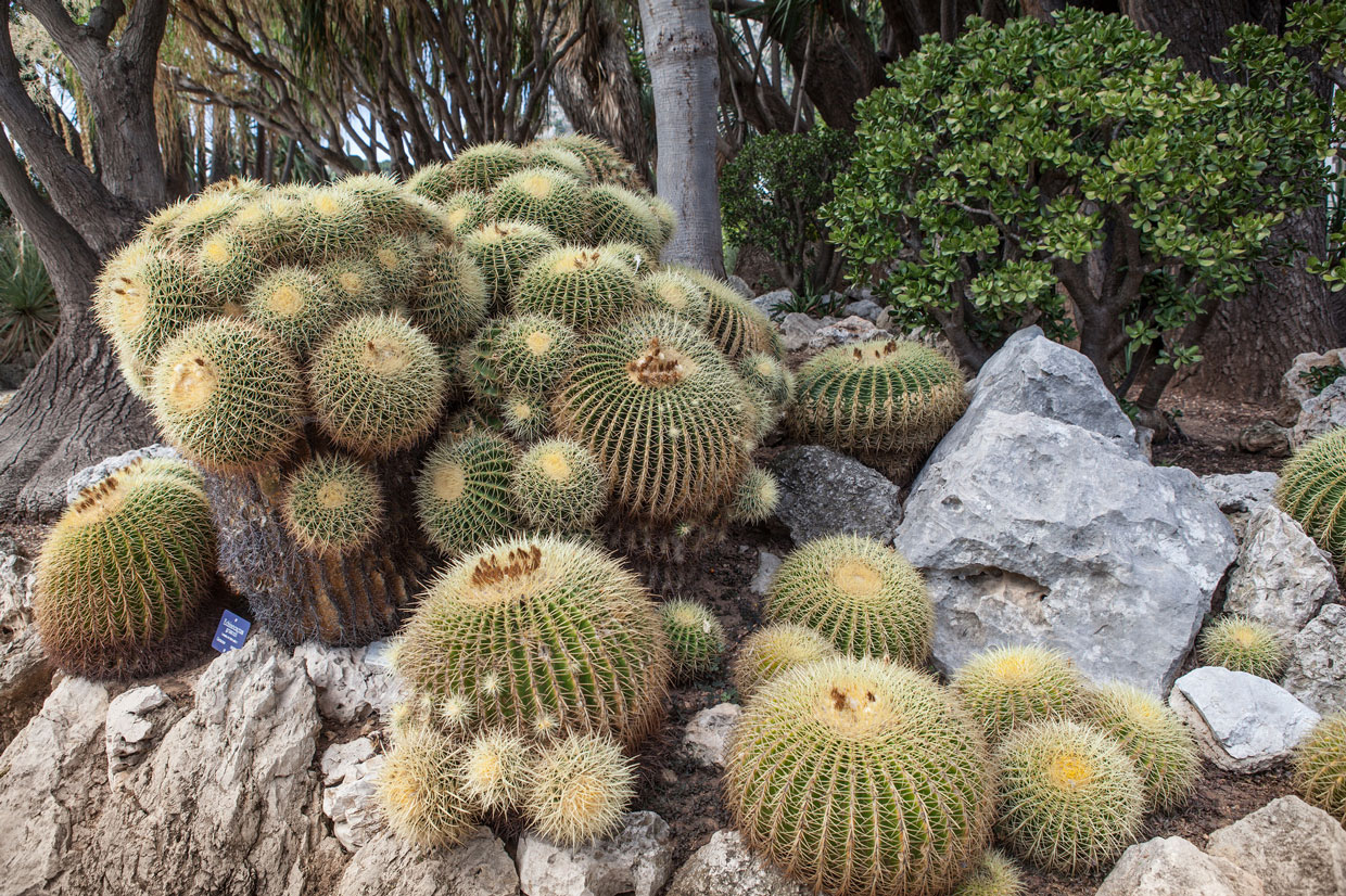 Jardín Exótico - Montecarlo Hotels